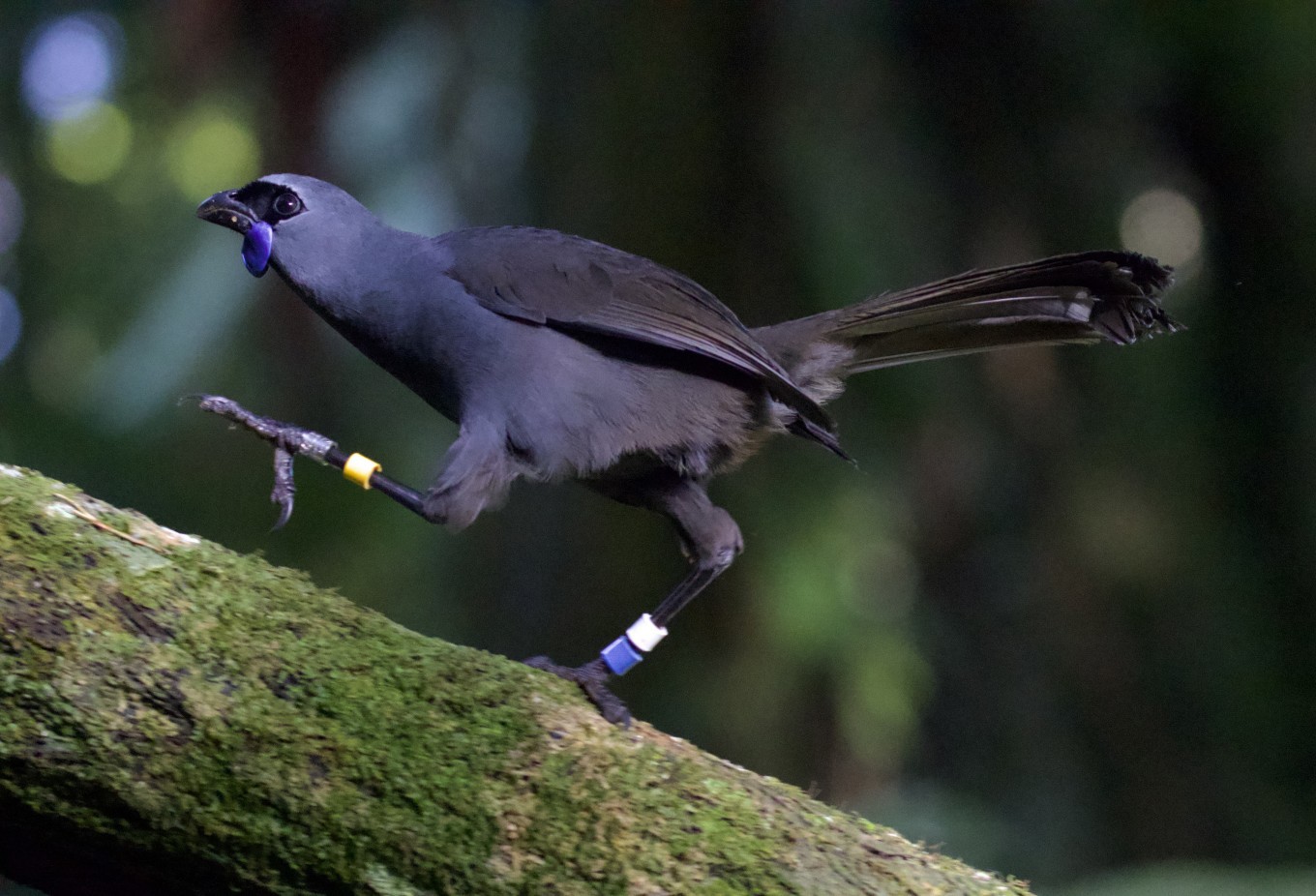 Hunua kōkako take flight to sing a new song at Maungatautari - OurAuckland