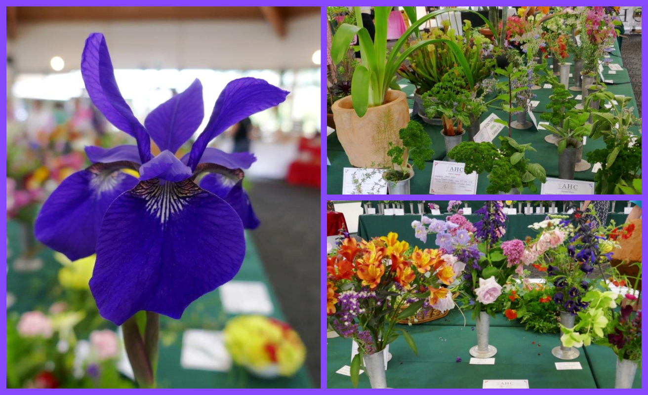 24th Annual flower show featuring sweet peas - OurAuckland