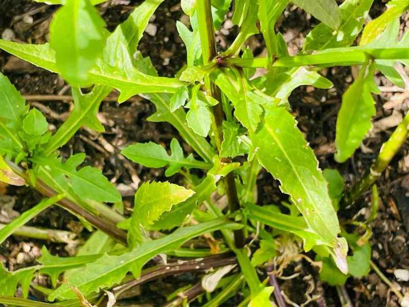 Native Watercress: Rediscovering Our Taonga Species - OurAuckland