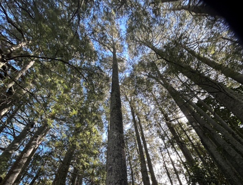 First pick-ups for new inorganic waste collection - OurAuckland