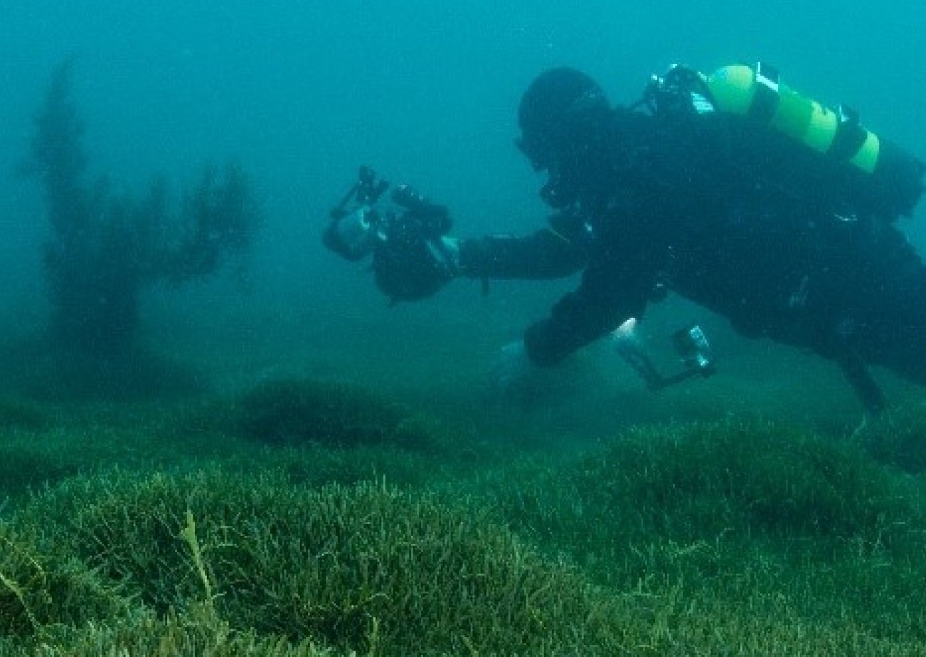 Protect Auckland’s Coastlines – Stop the Spread of Exotic Caulerpa ...