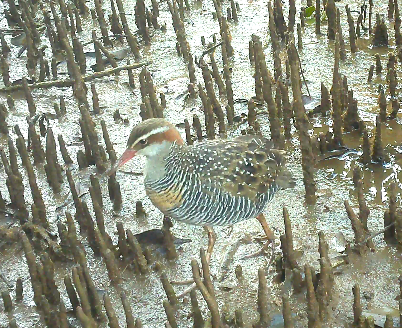 Banded rail chicks making a big splash in Kaipātiki - OurAuckland