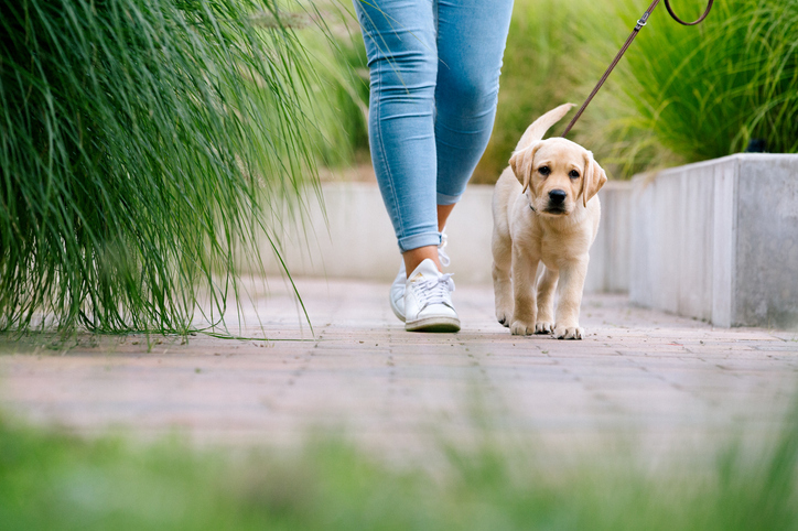 Four ways to be a responsible dog owner - OurAuckland