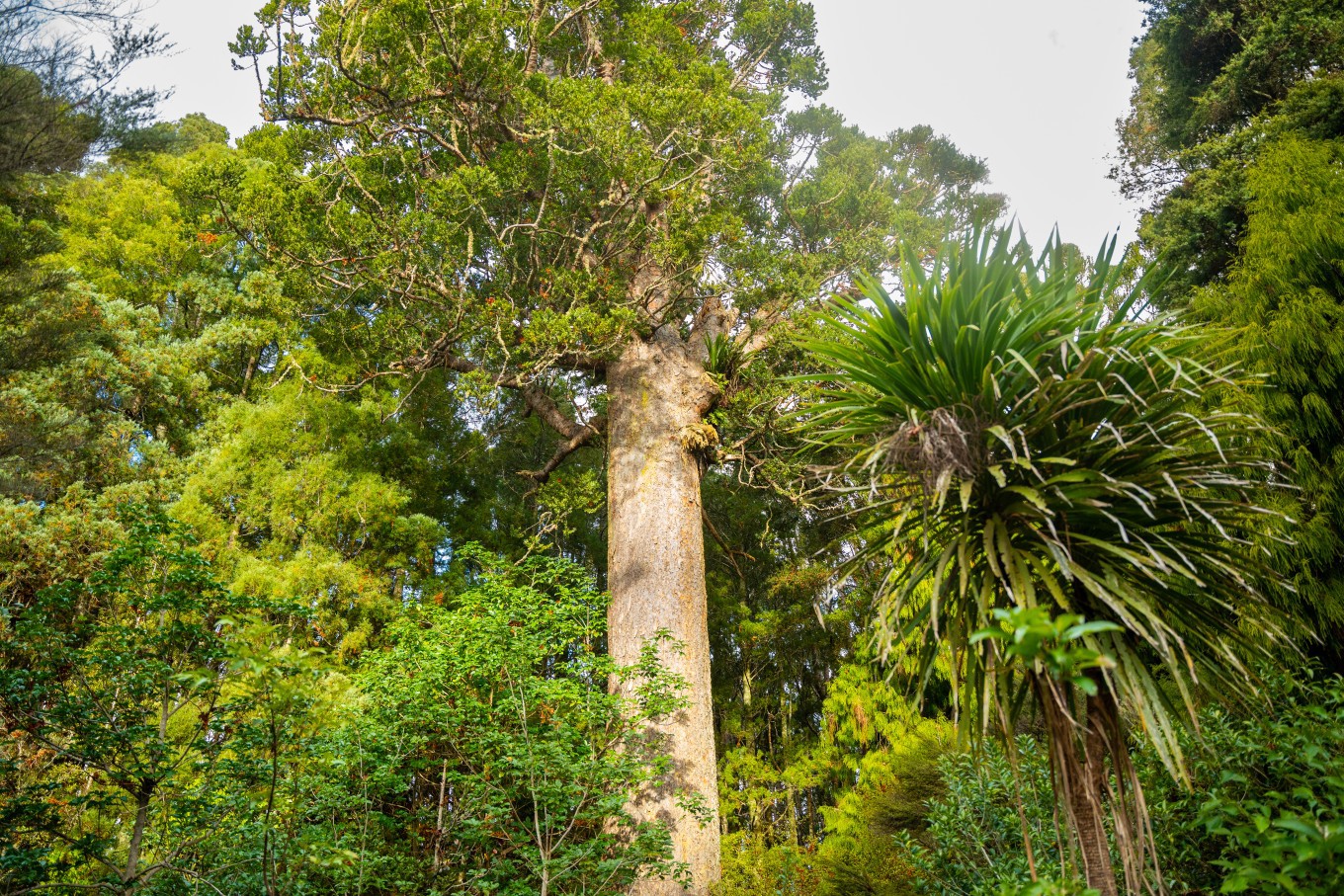 5 ways to enjoy Auckland’s notable trees for Arbor Day - OurAuckland