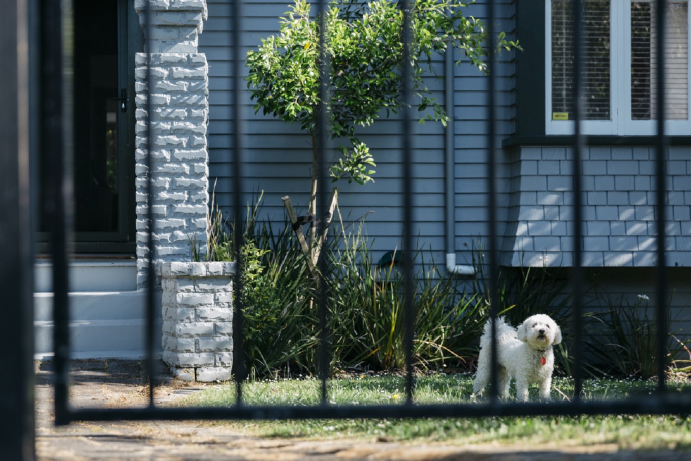 A beginner’s guide to responsible pet ownership in Auckland - OurAuckland