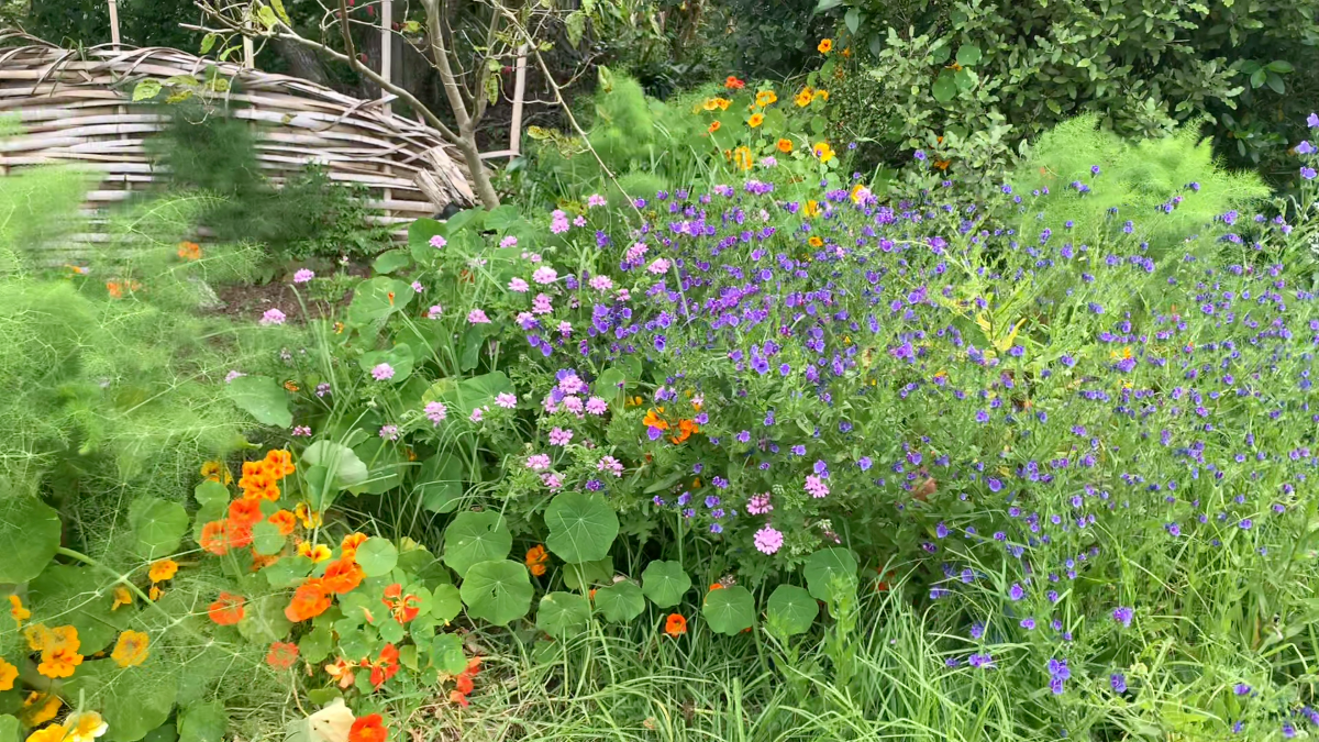 Spring Flowers - Pollinators and Companions for Garden Health - OurAuckland