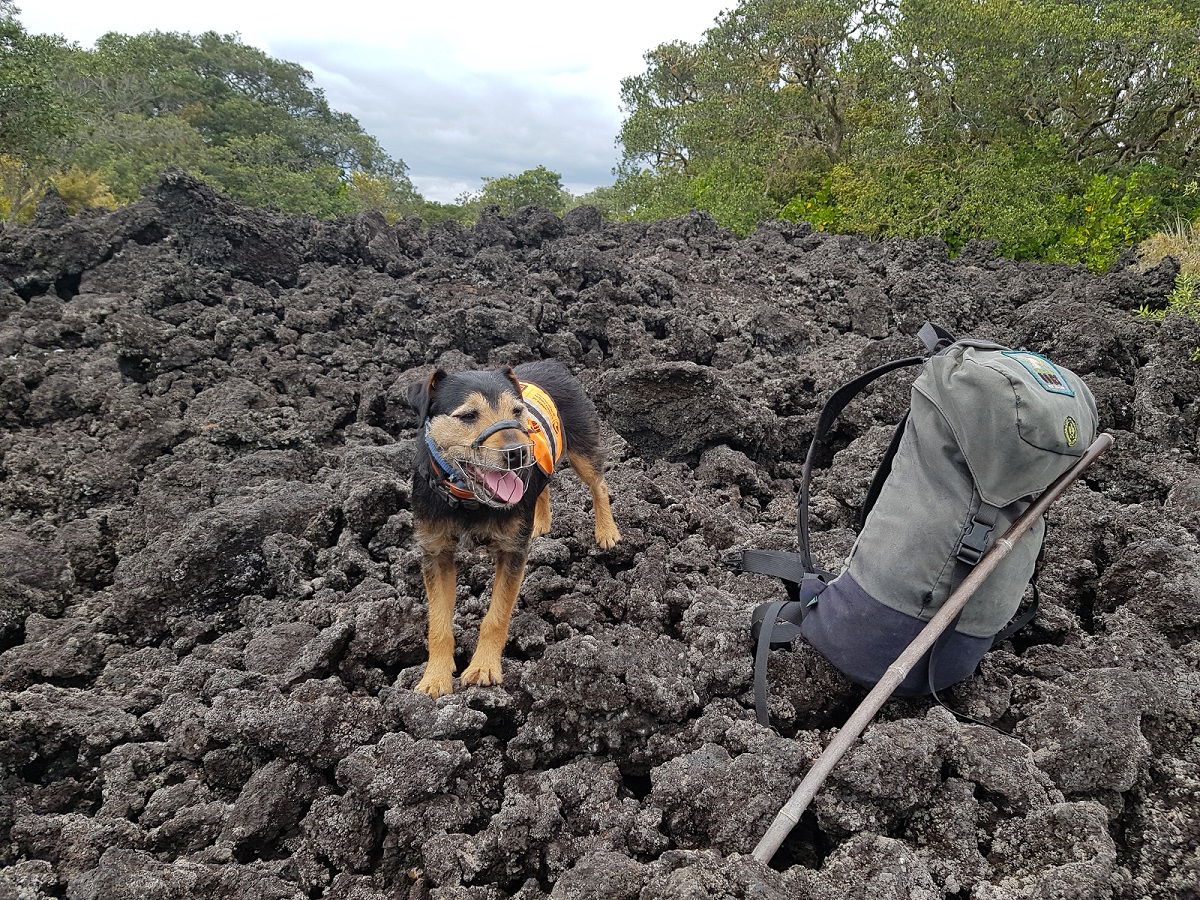 Stoat hunt shuts down - OurAuckland