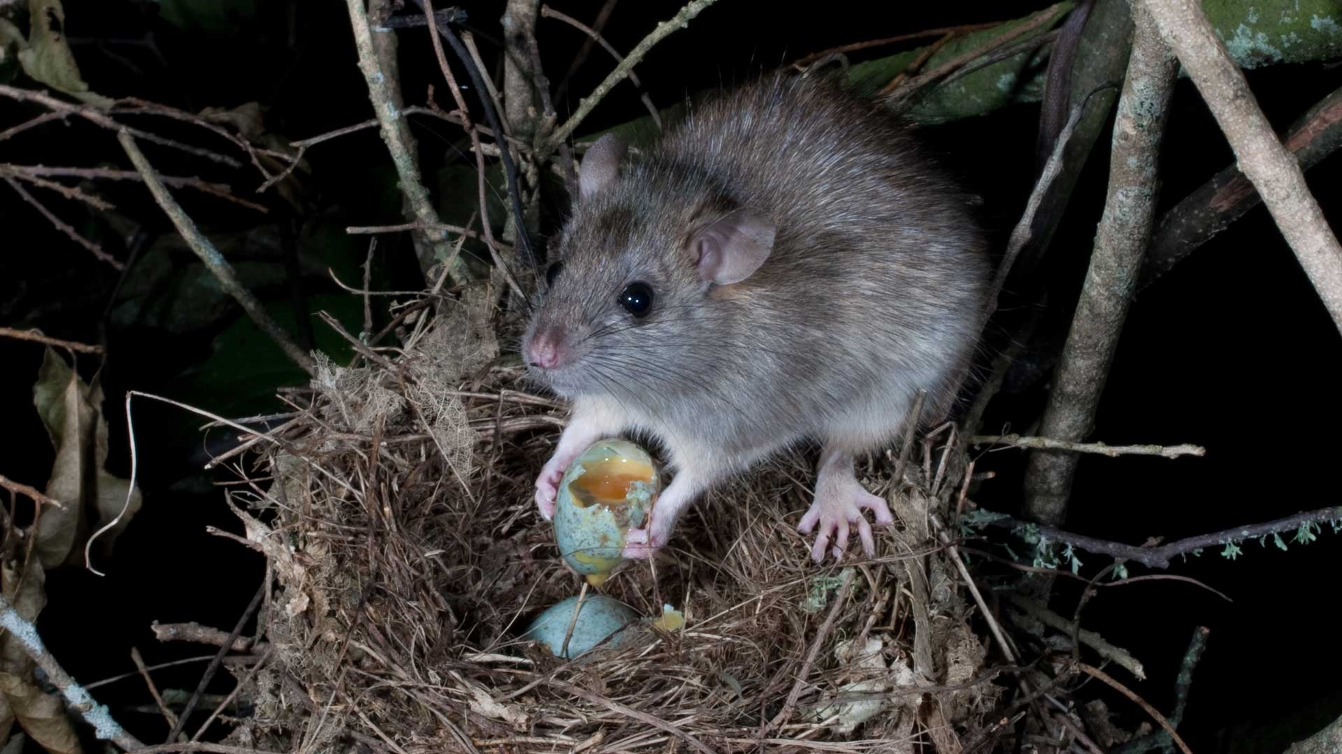 The cost of a healthy environment? - OurAuckland