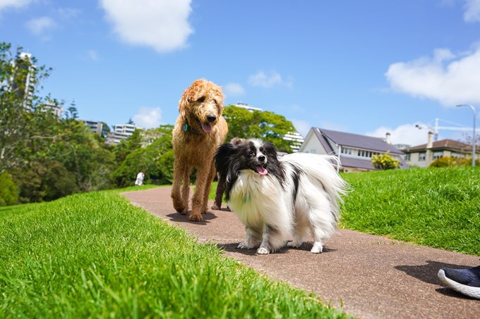 Dogs - OurAuckland