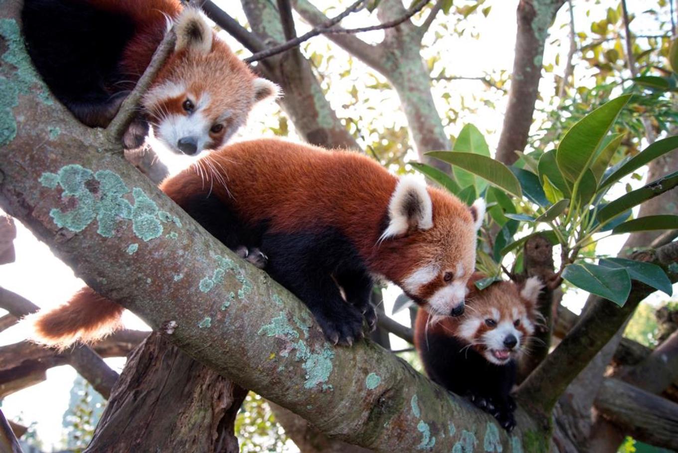 Auckland Zoo welcomes rare red panda cubs - OurAuckland