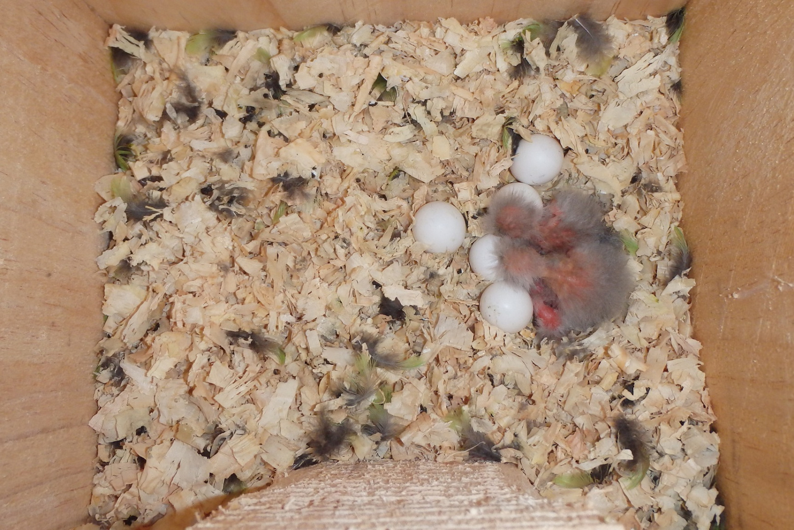 Rare parakeet chicks hatch at Auckland Zoo - OurAuckland