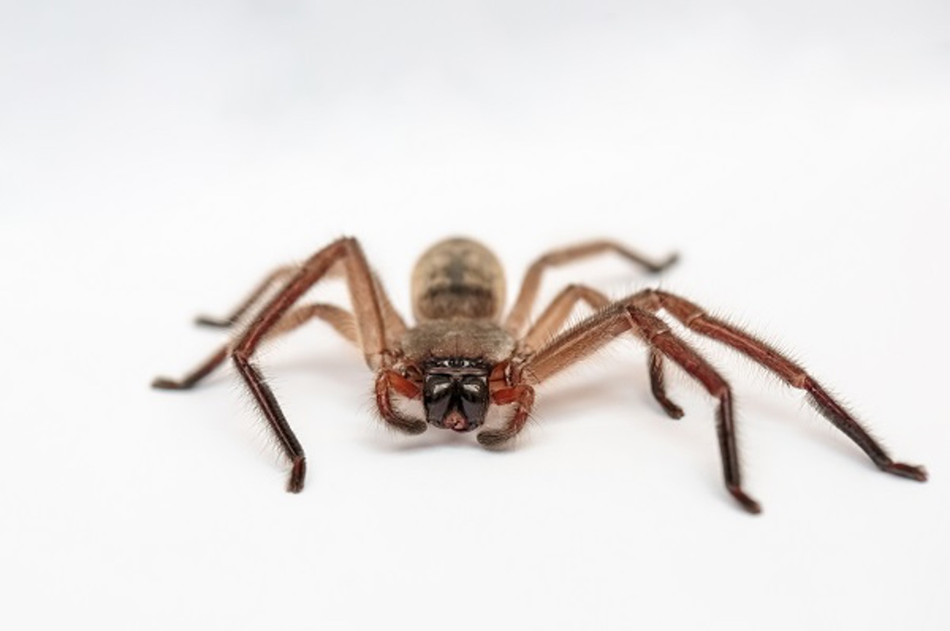 Get to know your local wildlife for World Wildlife Day - OurAuckland