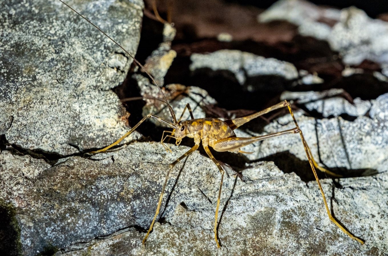 Spotlight on special species in the Waitākere Ranges - OurAuckland