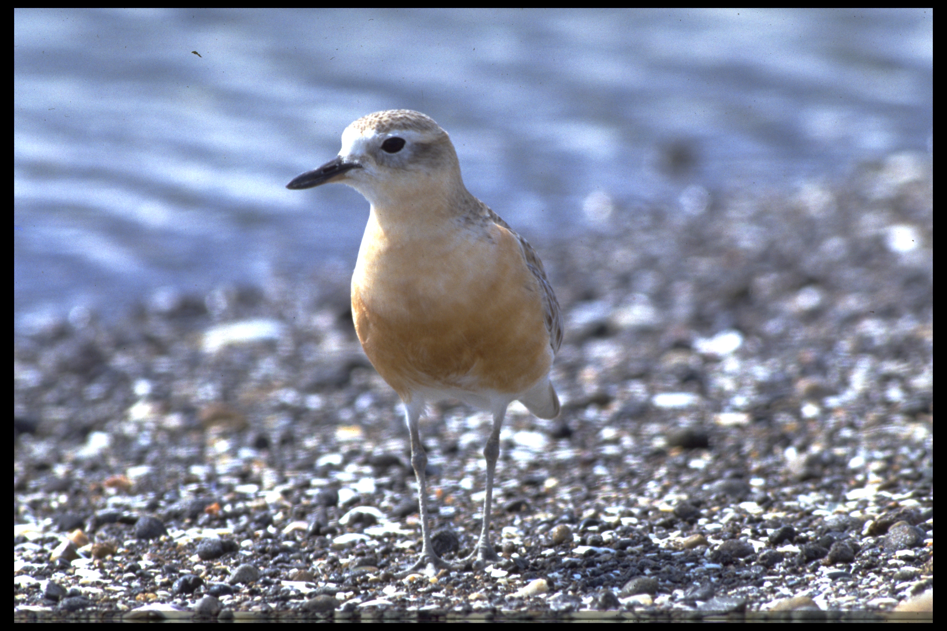 Dotterels emerge from a rough summer breeding season - OurAuckland