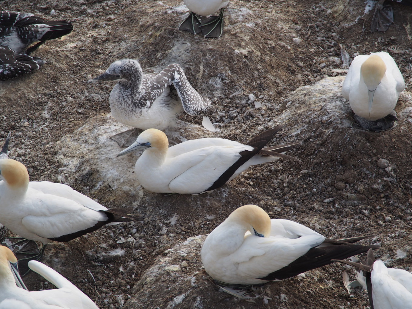 Auckland's seabird hotspots - OurAuckland