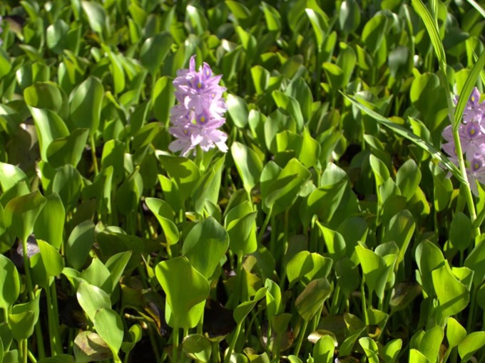 Water Hyacinth Invasive Species Water Hyacinth (455)