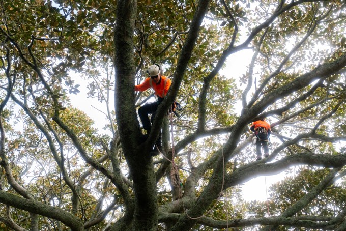 Auckland arborists go out on a limb to protect our precious trees ...