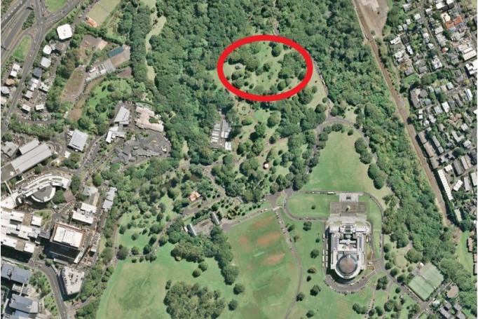 Auckland’s oldest park gains new tree species - OurAuckland