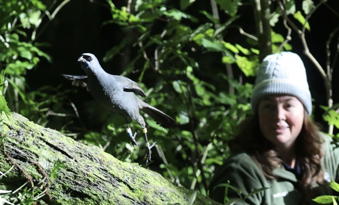 Hunua kōkako take flight to sing a new song at Maungatautari - OurAuckland