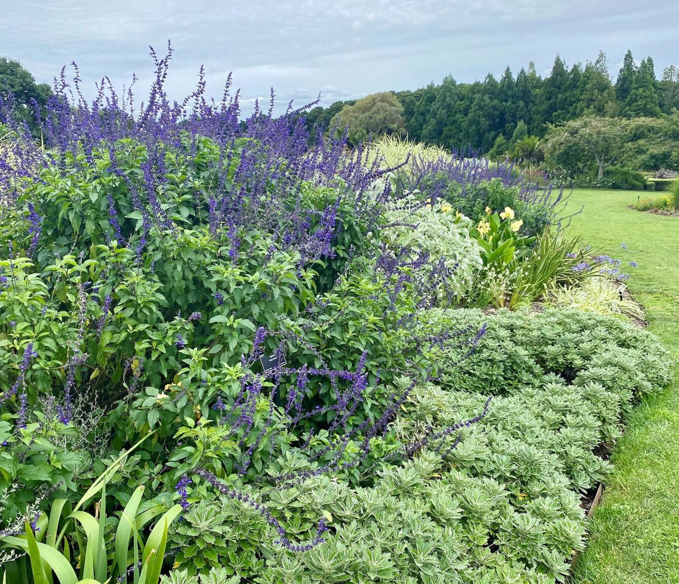 Powerful perennials - seasonal walk - OurAuckland