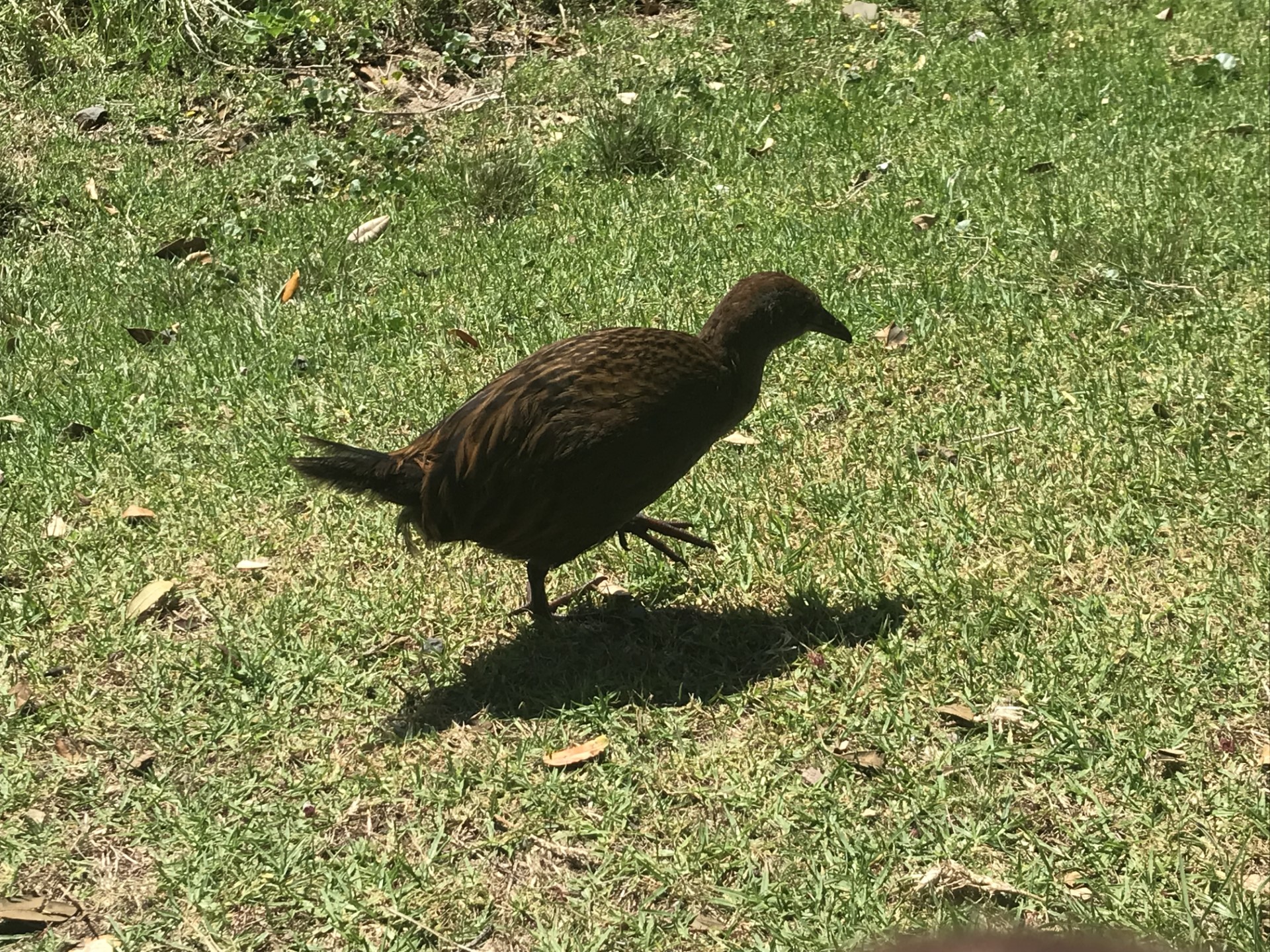 Auckland Mayor Wayne Brown: Making the most of our harbours - OurAuckland