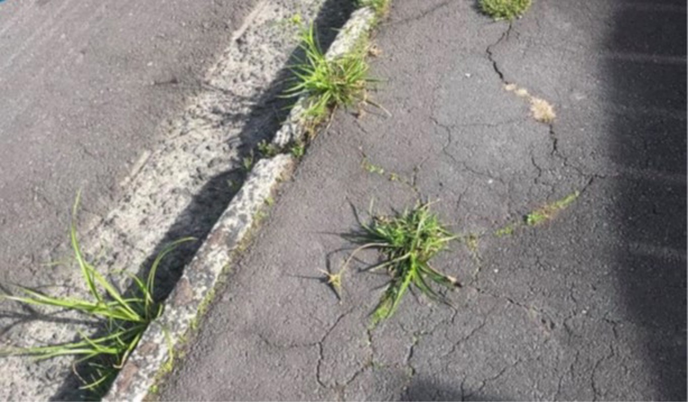 Explainer: Review of weed management in the road corridor - OurAuckland