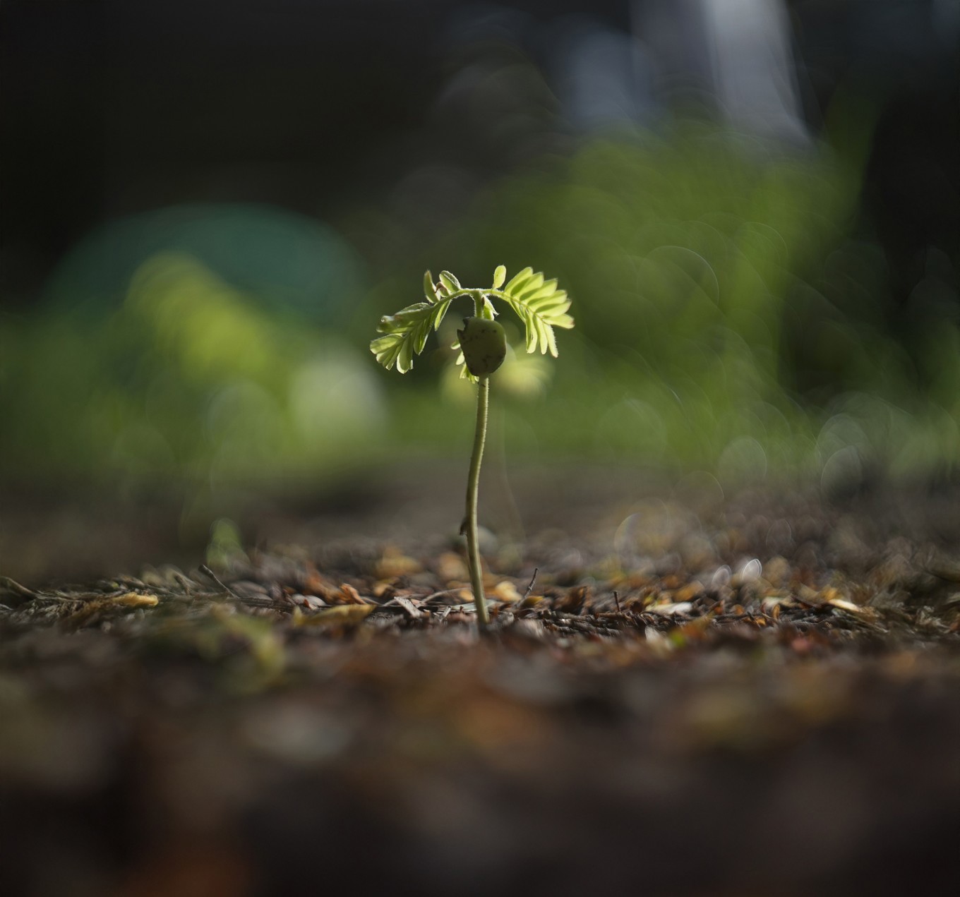 Free natives to help grow Auckland’s forest canopy - OurAuckland