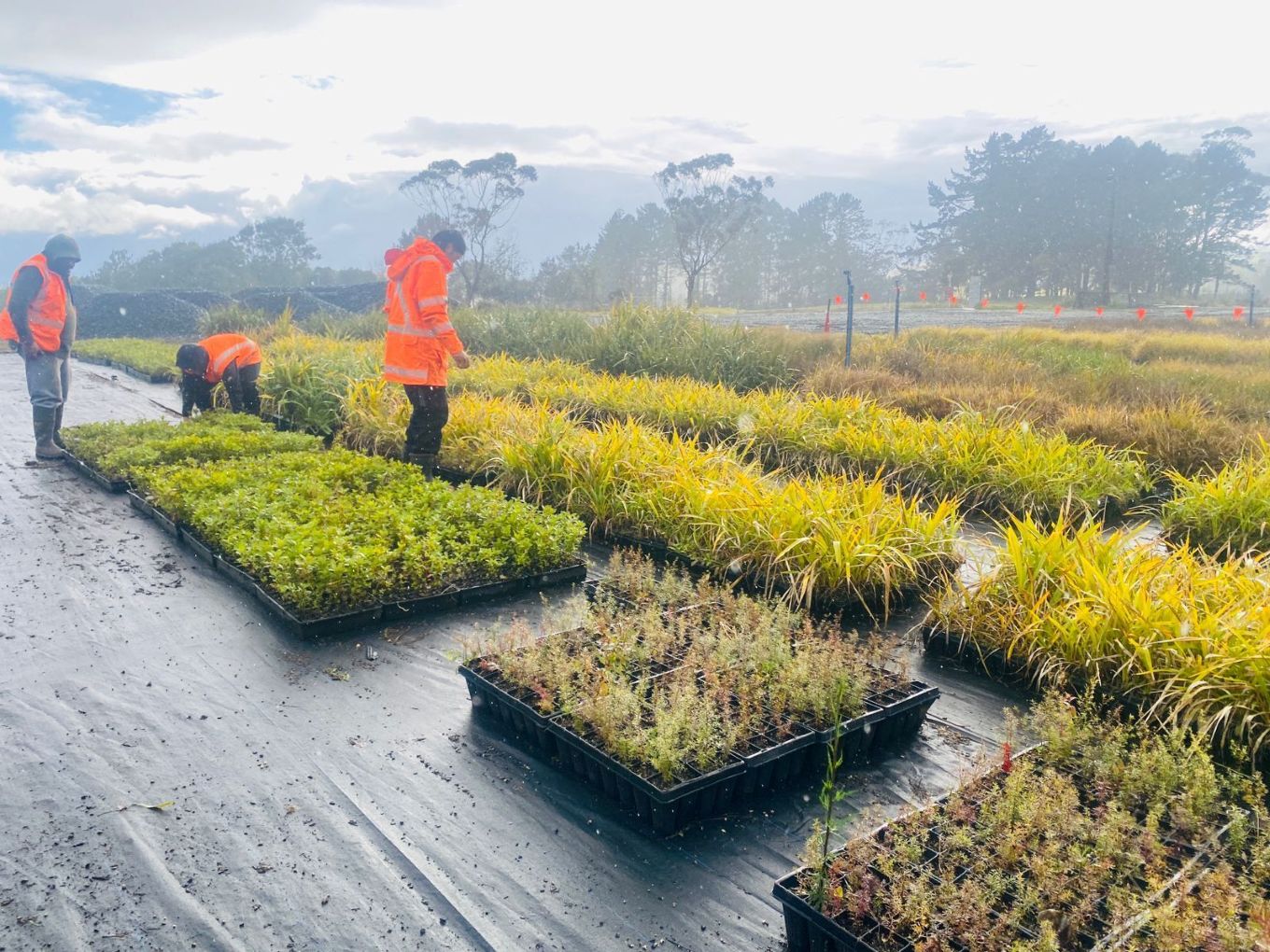 Auckland’s tree canopy boosted through council partnership with Te ...