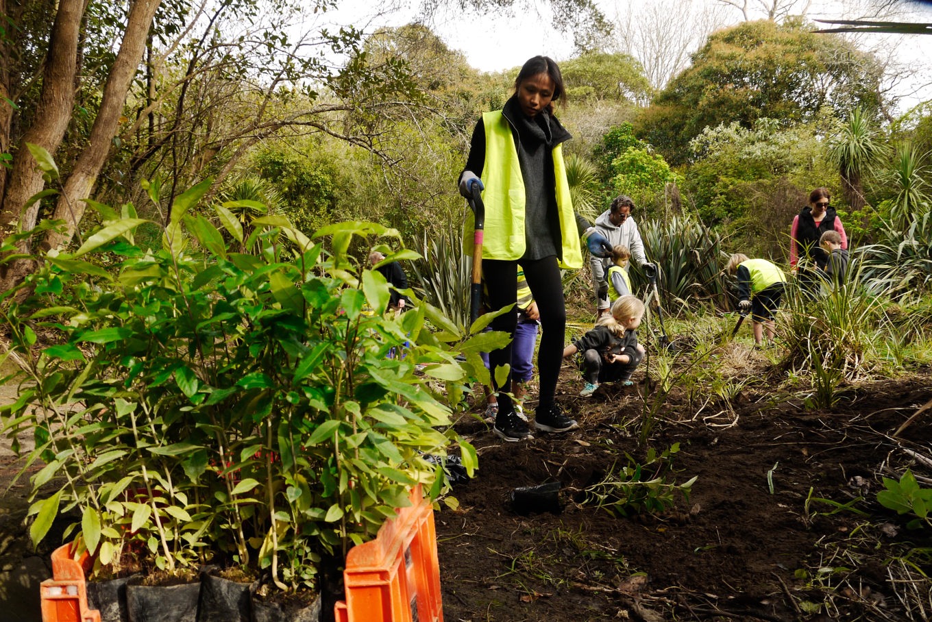 Native planting - The Avenue Reserve - OurAuckland