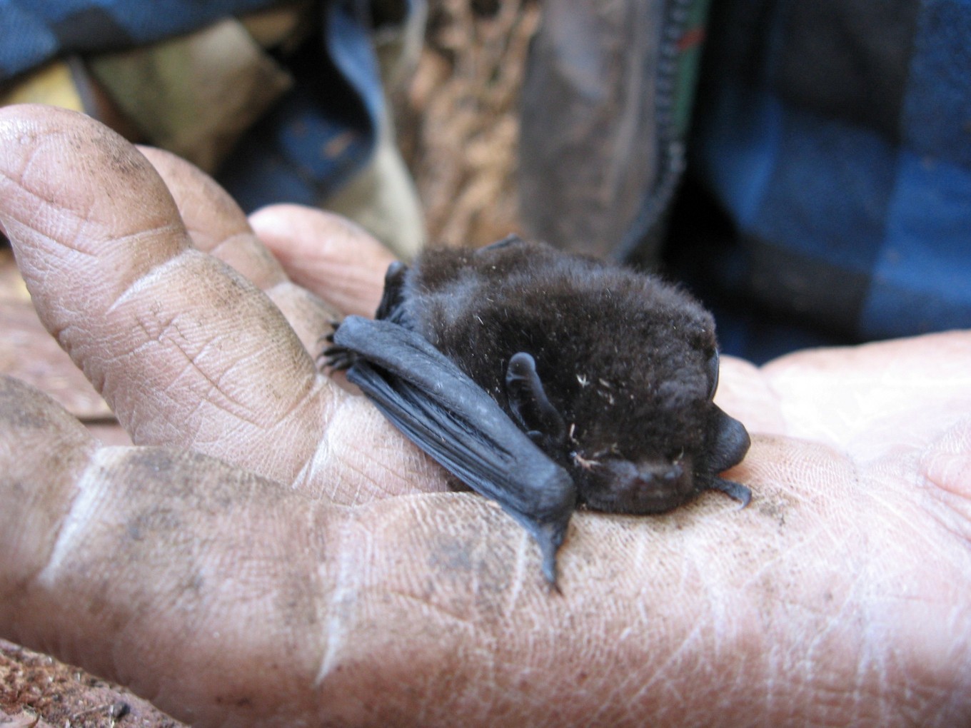 The bats of summer: party animals with wings - OurAuckland