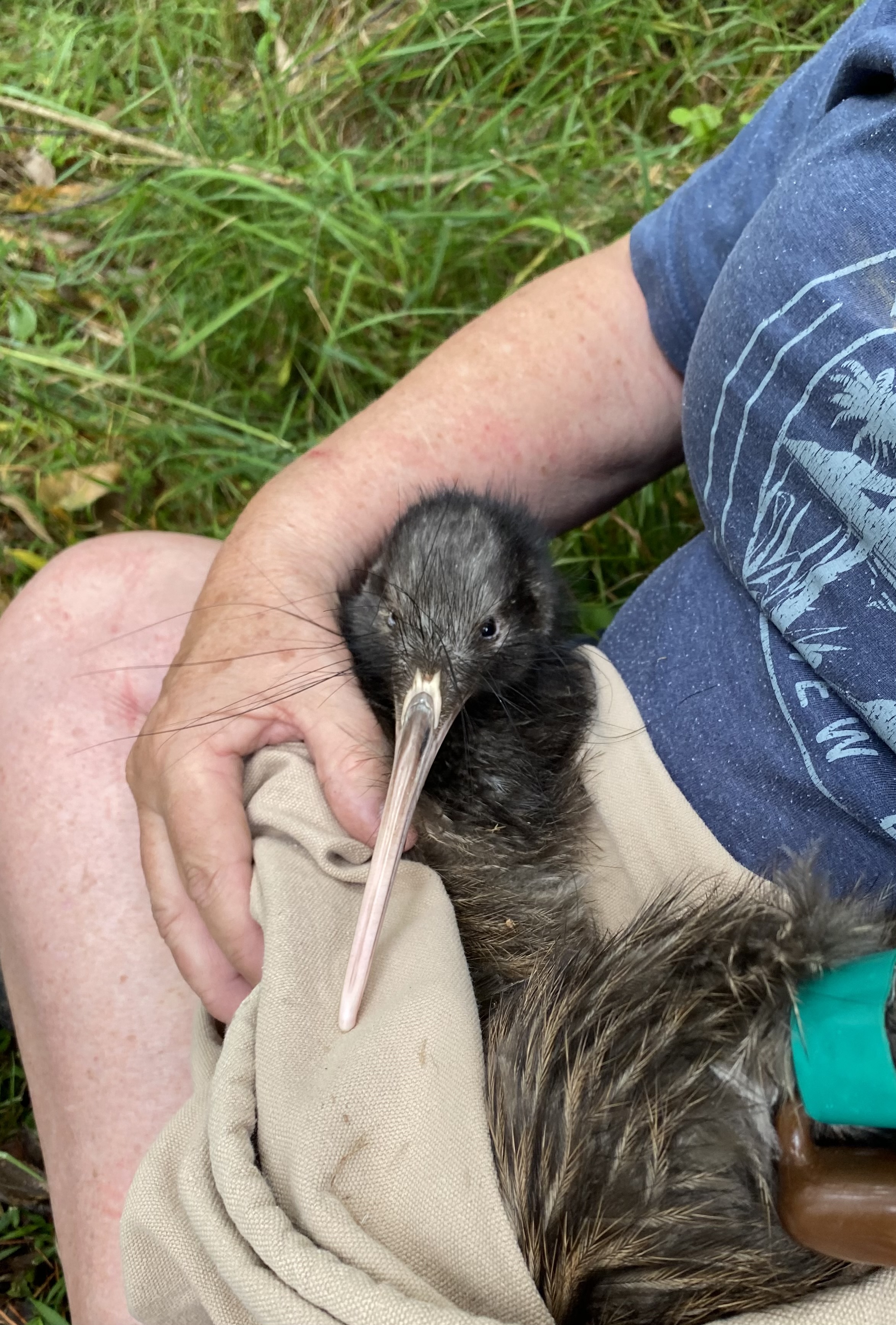 Kiwi Online Q&A - Feathers across the Landscape - OurAuckland