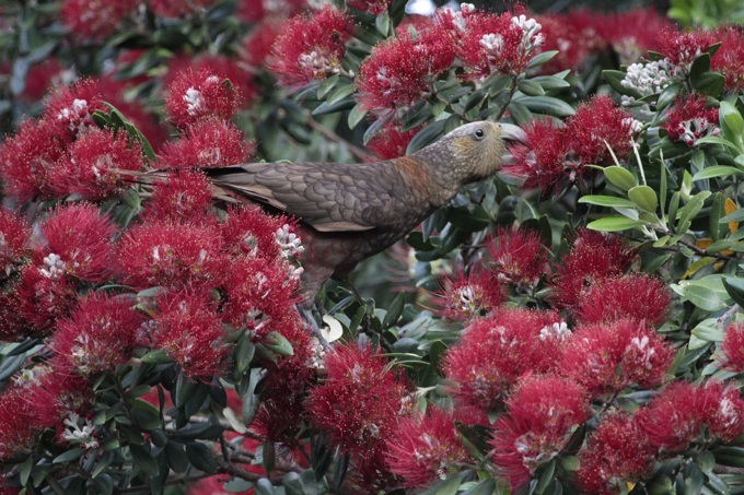 First ever regional conservation status assessment released on birds in ...