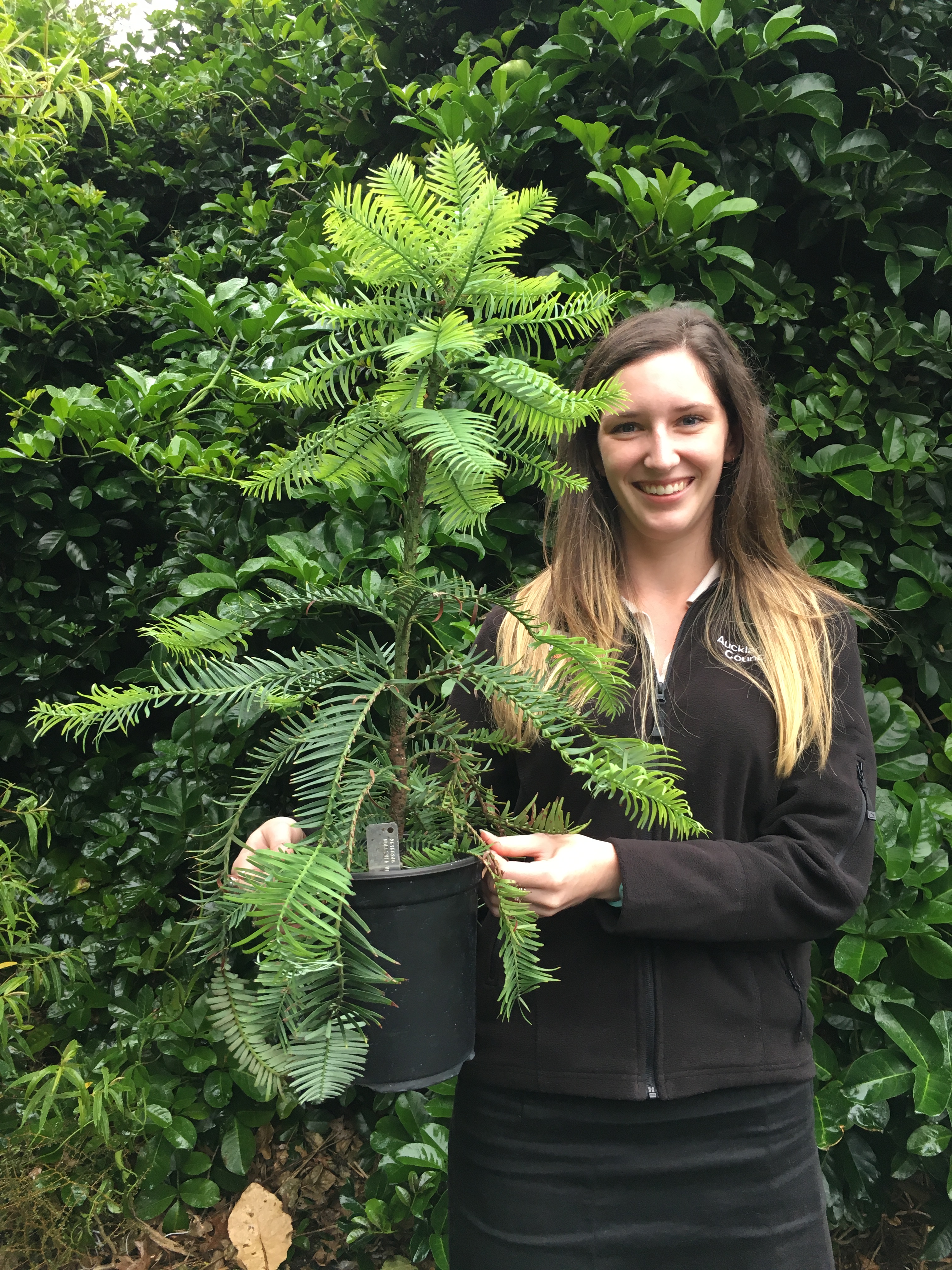 Rare Wollemi at Auckland Botanic Gardens - OurAuckland