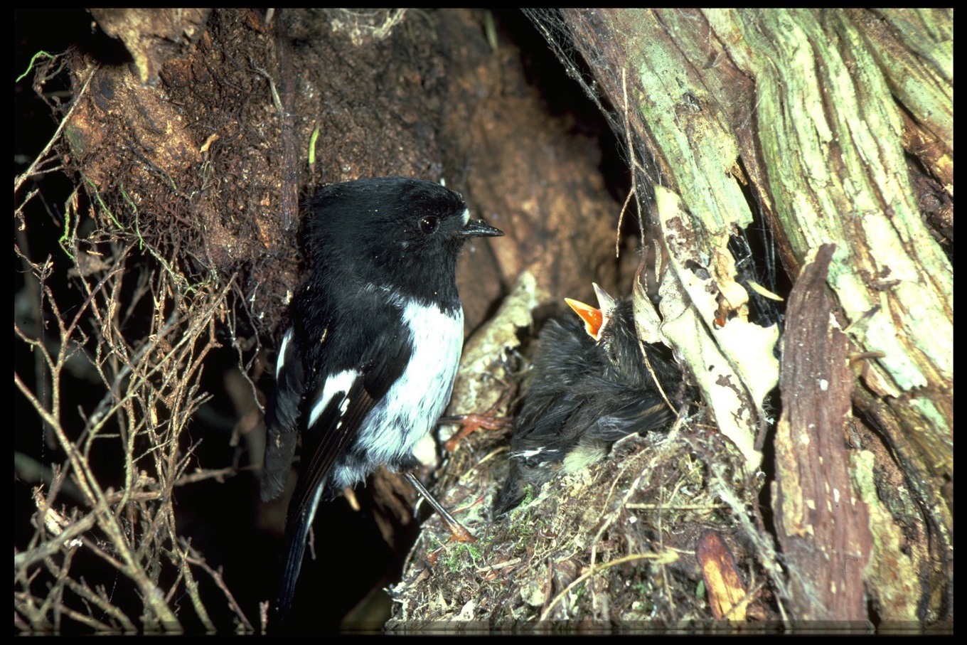 First ever regional conservation status assessment released on birds in ...