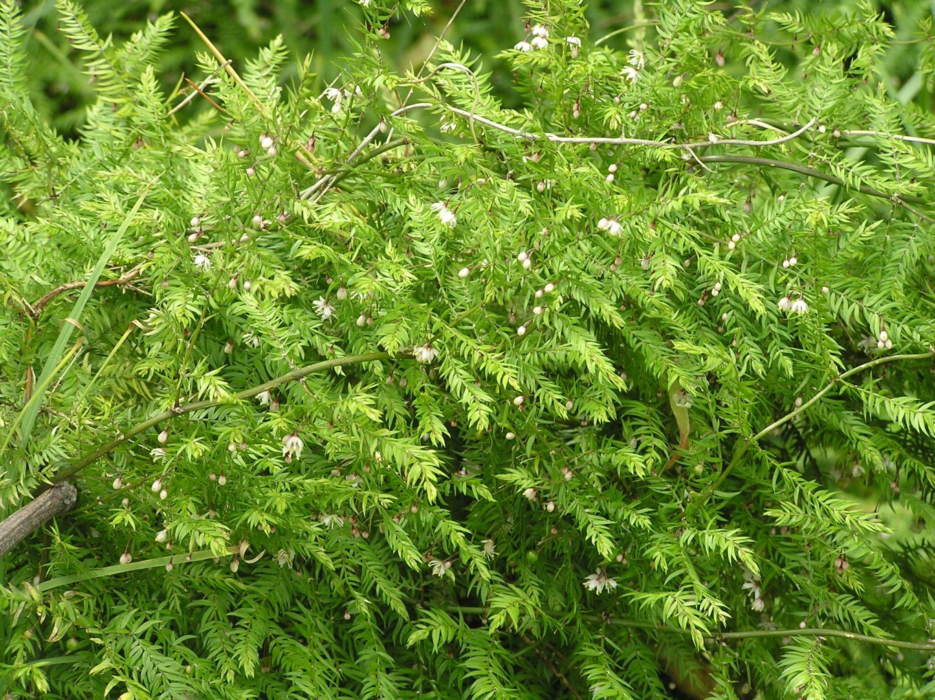 Three years on: crack down on pest plant sales to protect Auckland’s ...