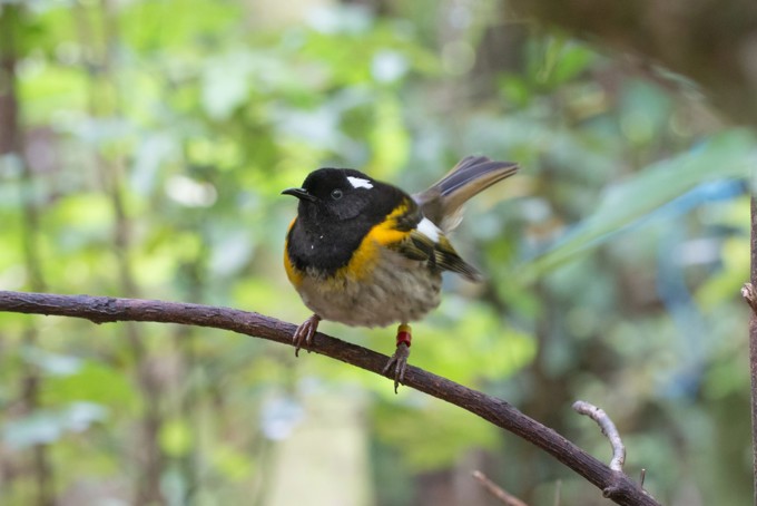 Hihi thrive in new regional park home - OurAuckland