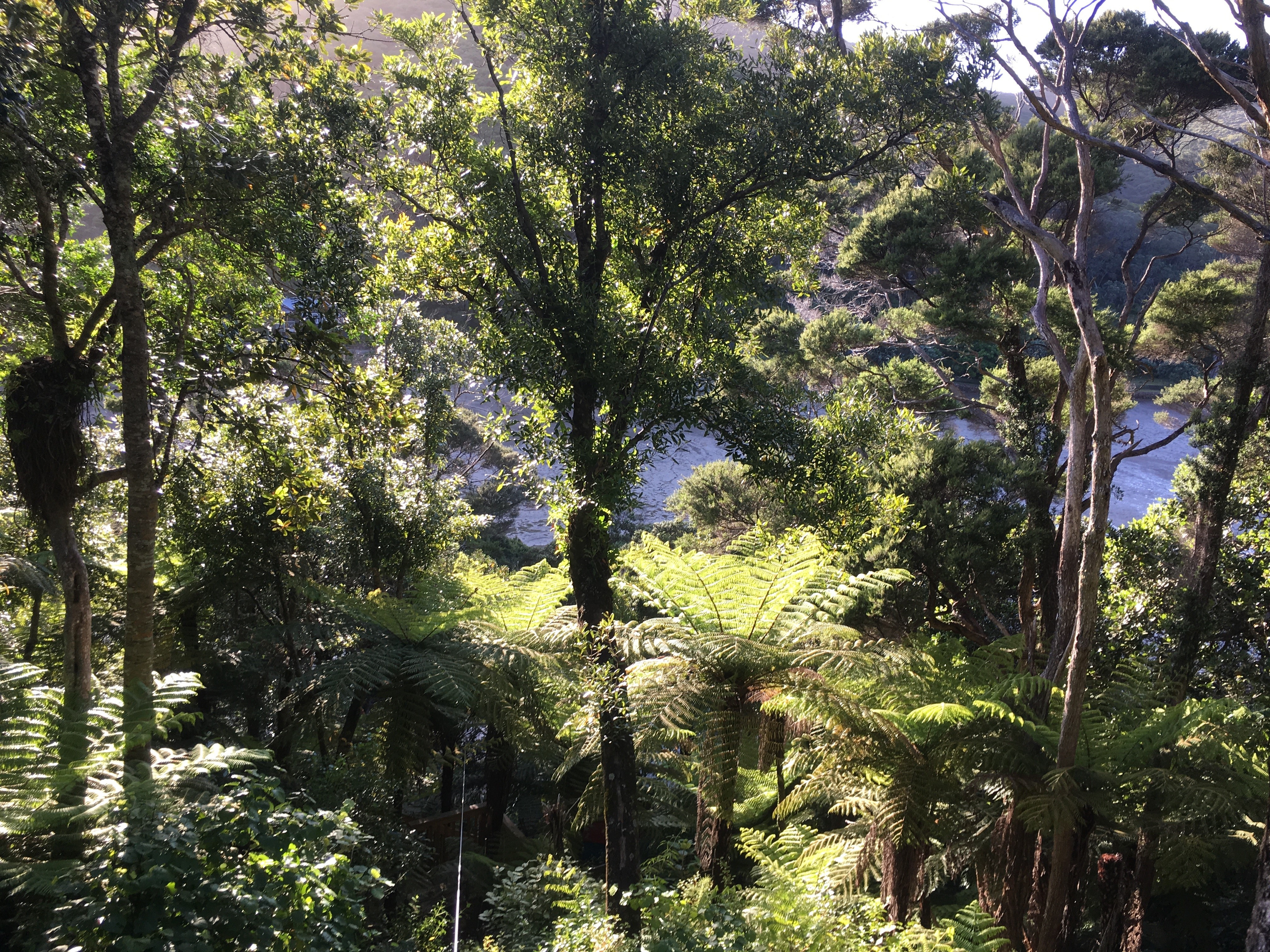 A forest on the brink of recovery: Kawau Island poised for a pest-free ...