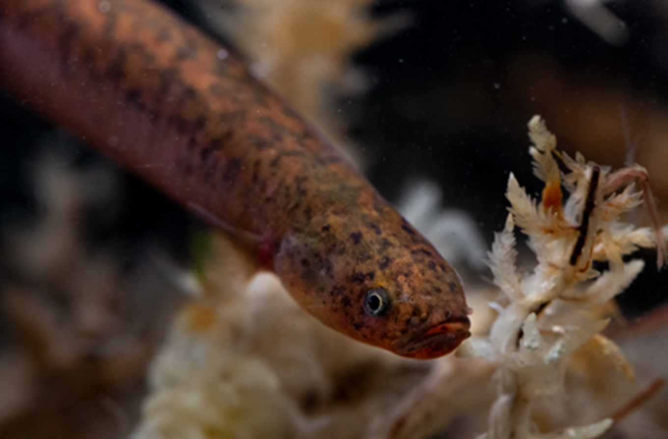 Tiny but mighty: black mudfish rediscovered in Helensville wetland ...