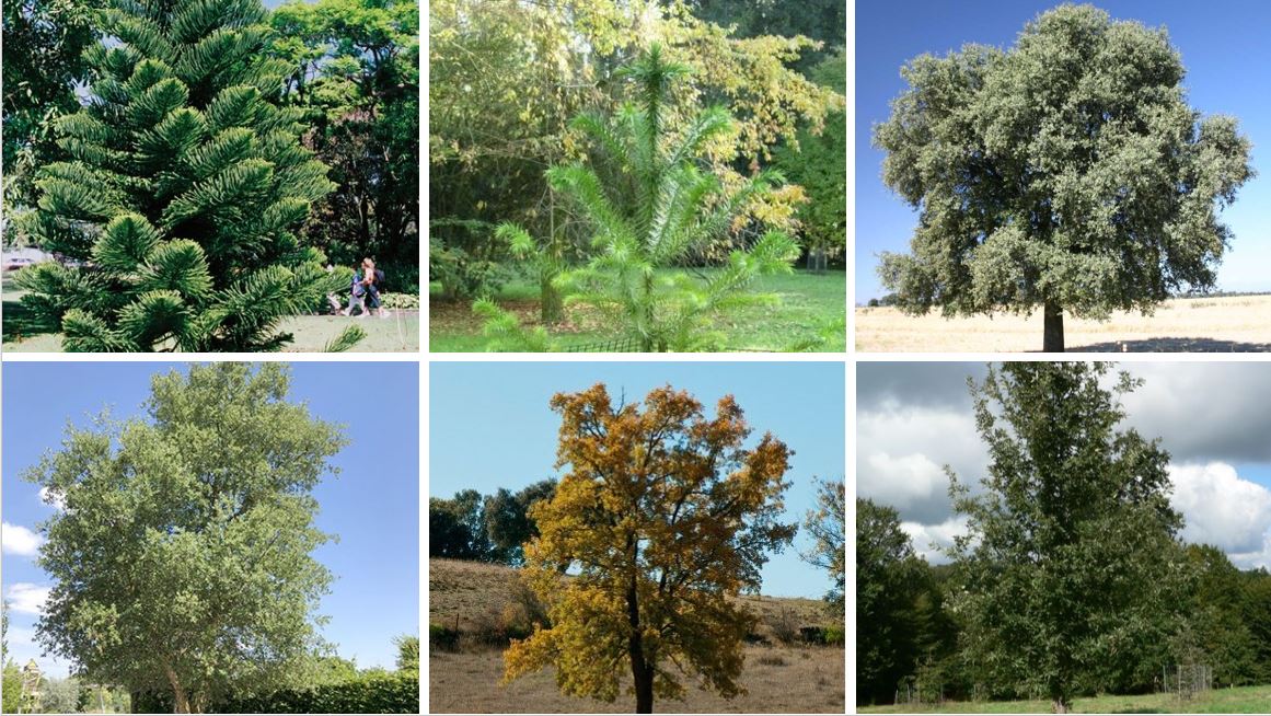 Auckland’s oldest park gains new tree species - OurAuckland
