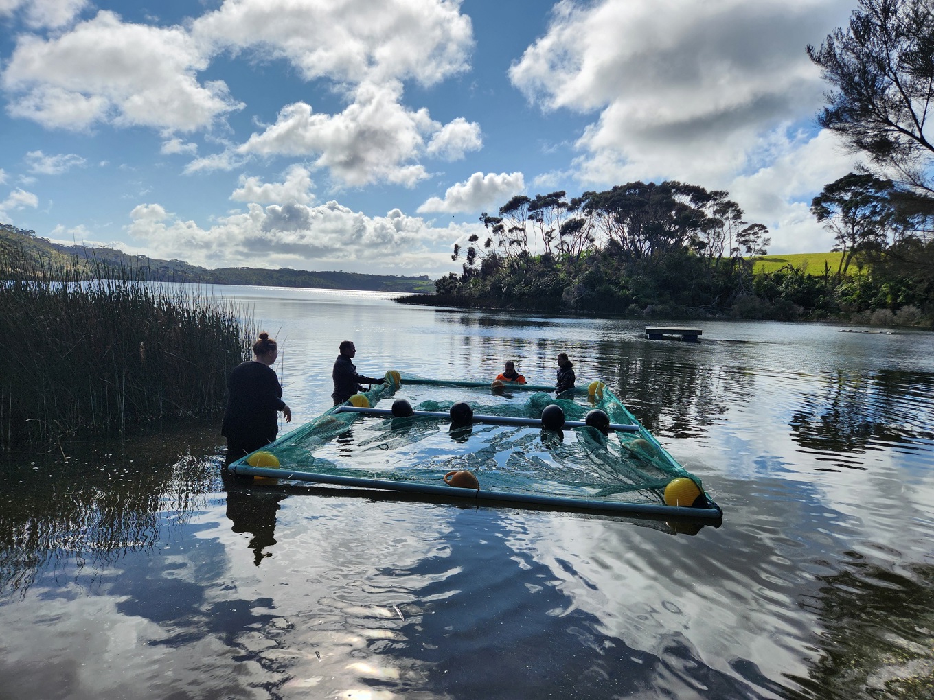 Urgent action needed to save kākahi population in Lake Rototoa ...