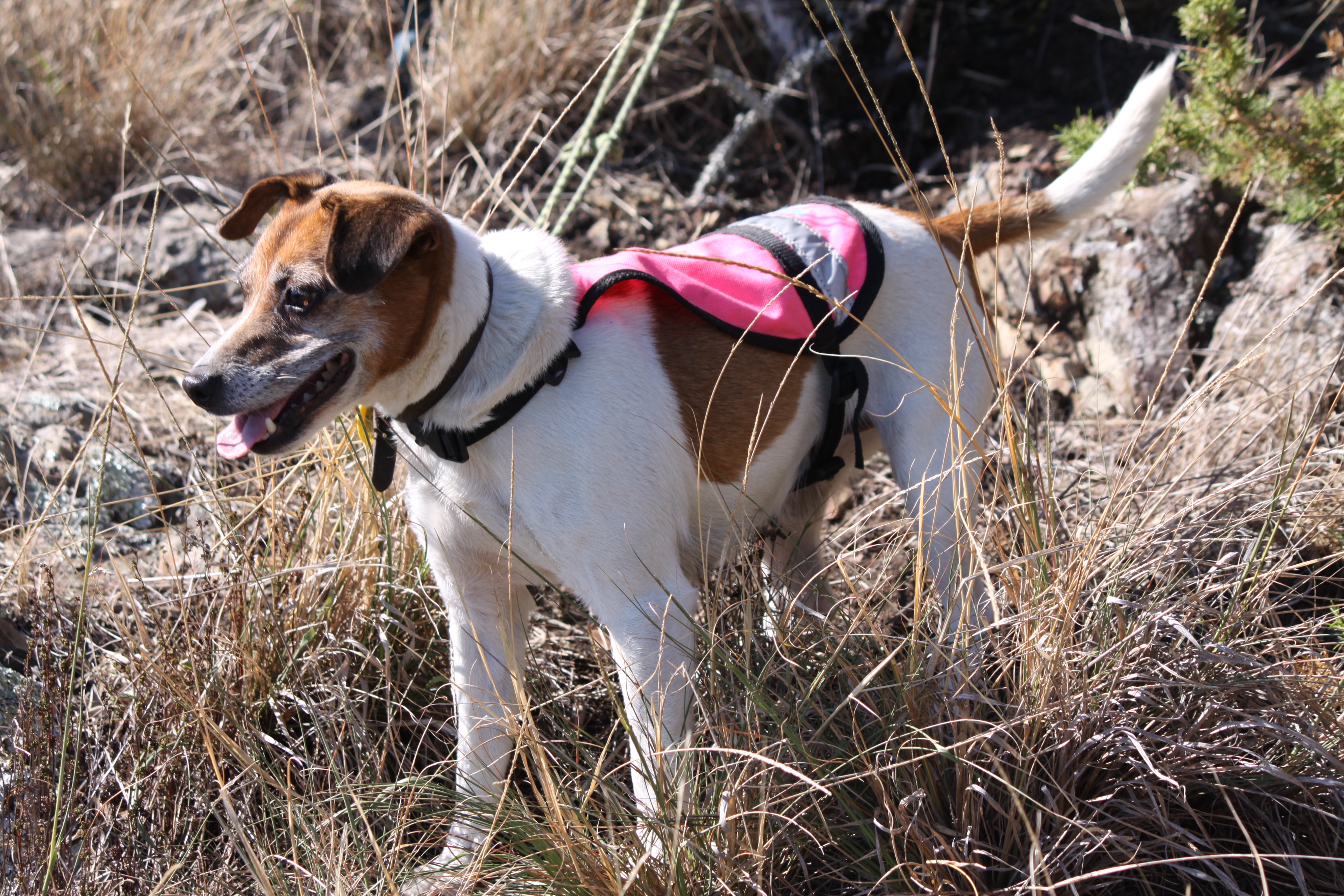 Dogs on a mission - OurAuckland