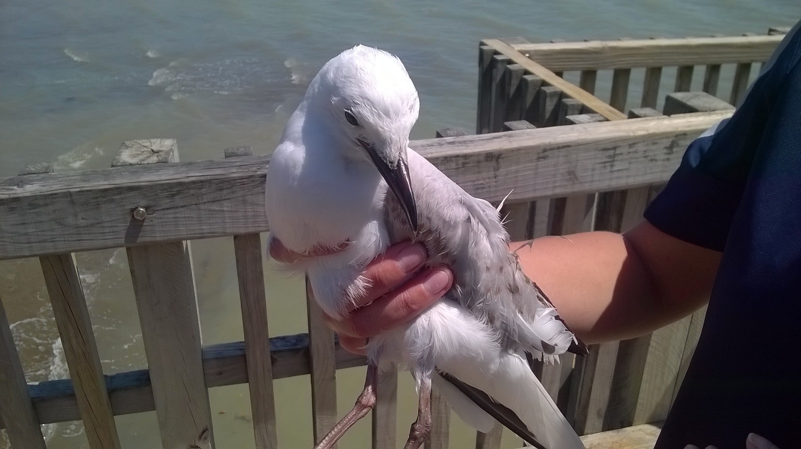 Seagull rescue comes off without a hitch - OurAuckland