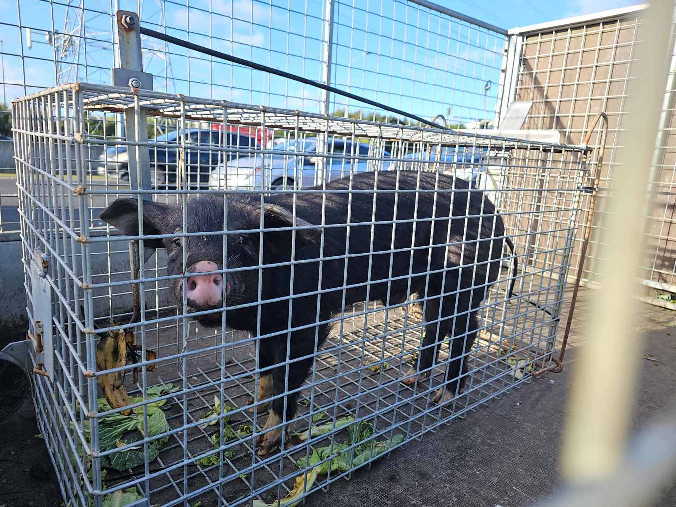 An infamous Aucklander heads for Taranaki - OurAuckland