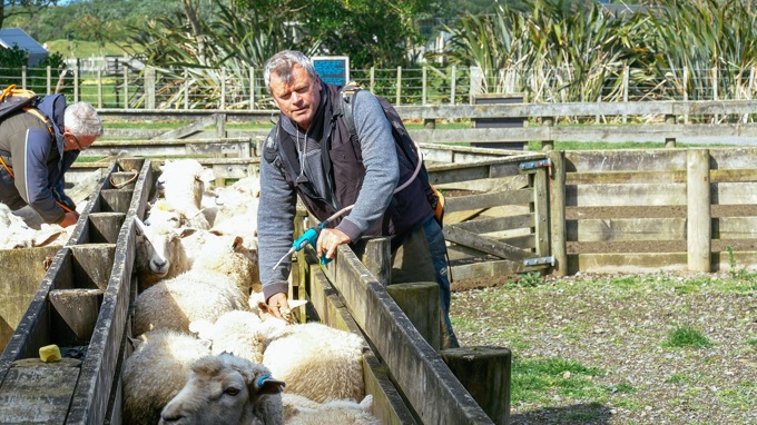 Auckland Council's farms featured on Country Calendar - OurAuckland