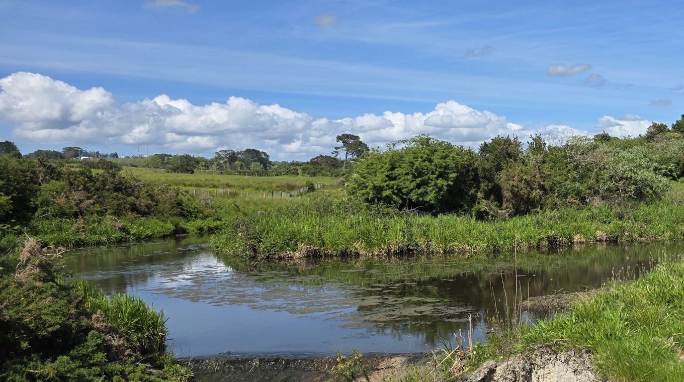 Weeding Bee - OurAuckland