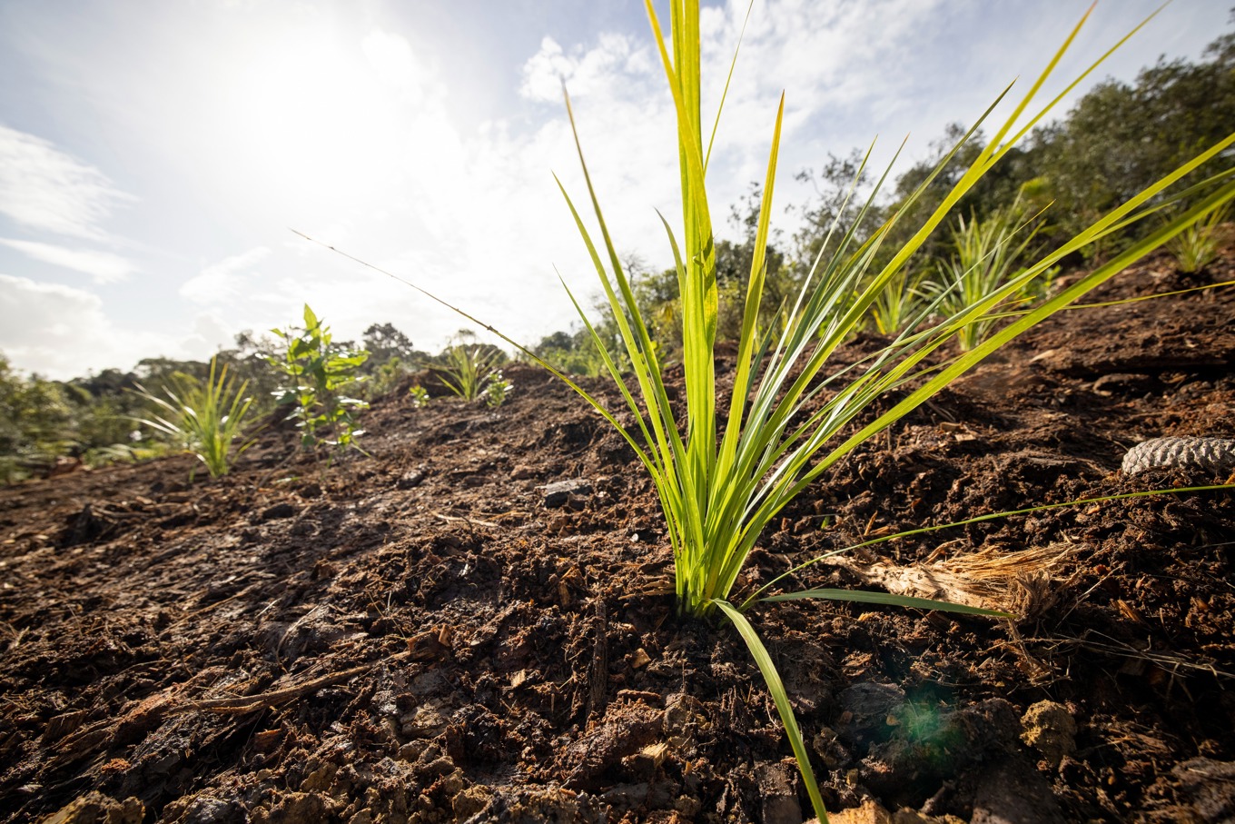 Papa Ki Awataha Planting Day - OurAuckland