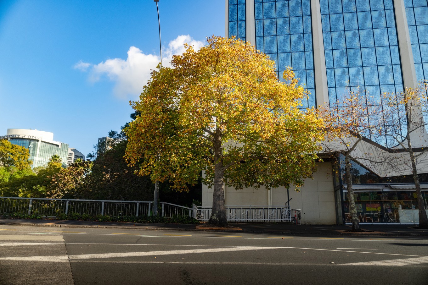 5 ways to enjoy Auckland’s notable trees for Arbor Day - OurAuckland