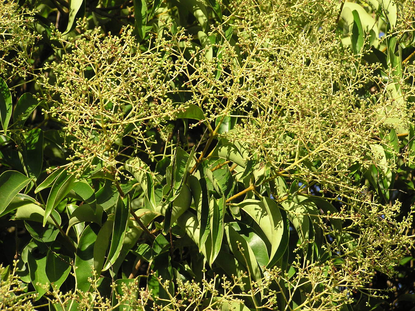 Help beat tree privet - OurAuckland