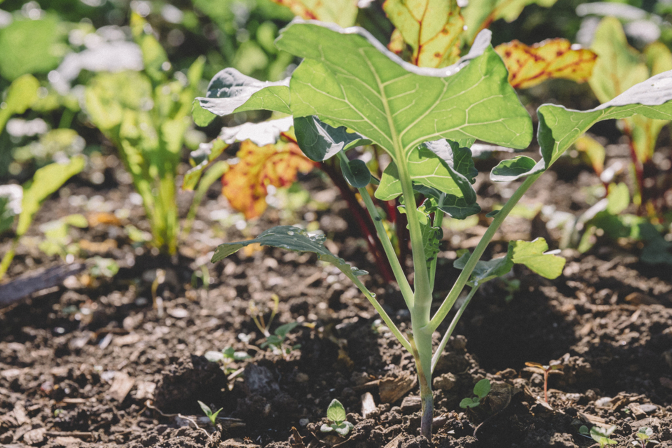 Auckland Council announces world-class food scraps processing contract ...