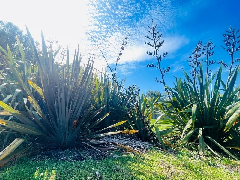 Caring for Pā Harakeke - OurAuckland
